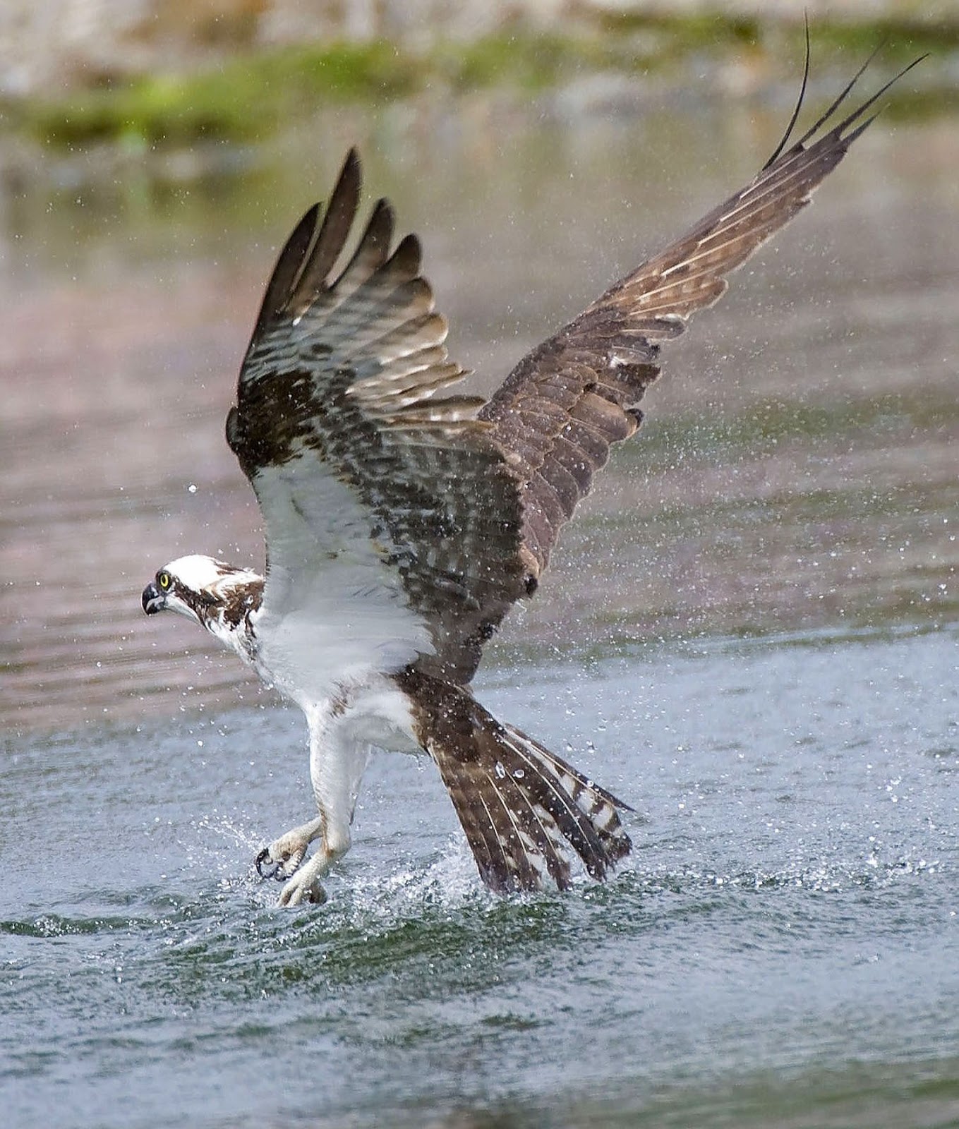 Seahawk Getting Attacked By Birds