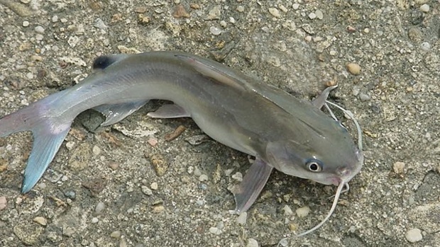 Nutritional content Catfish and Benefits for Health - healthy t1ps