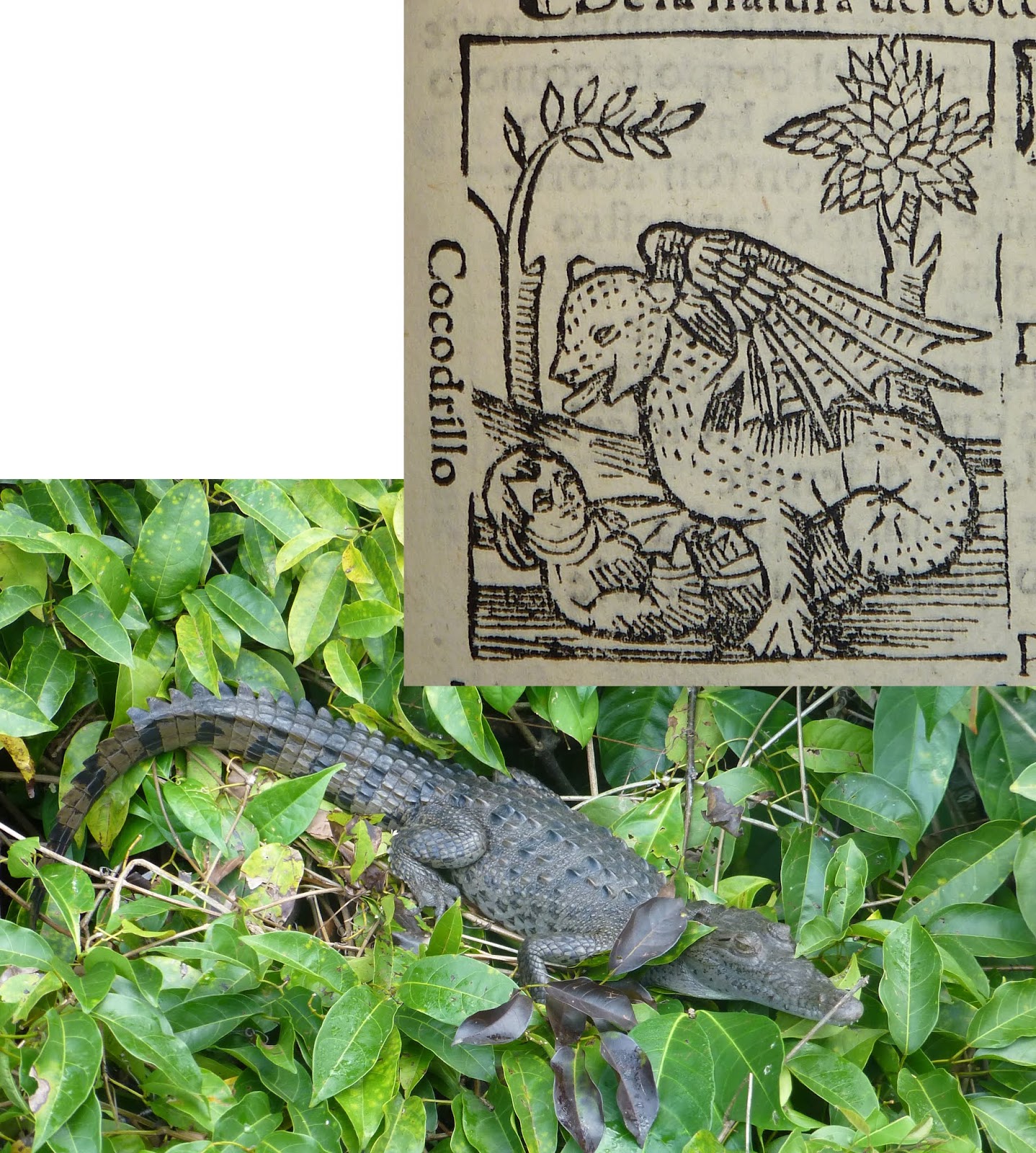 Black and White: Mythical Reptiles