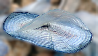 Velella - Alchetron, The Free Social Encyclopedia