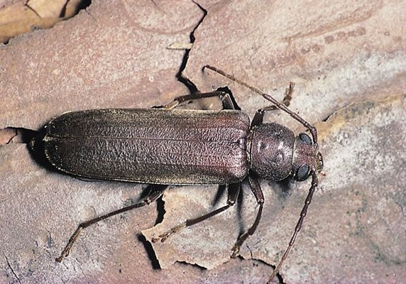 TECNOLOGIA: VOCABULARIO LOS MATERIALES Y LA MADERA