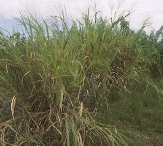 PANICUM MAXIMUM (Colonião) - JJS PAISAGISMO & AGROPECUARIA