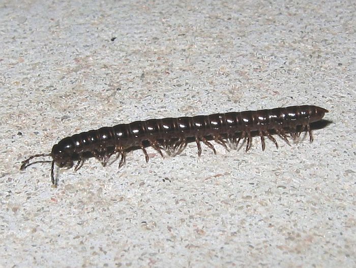 Esperance Fauna: Millipedes - Order Polydesmida