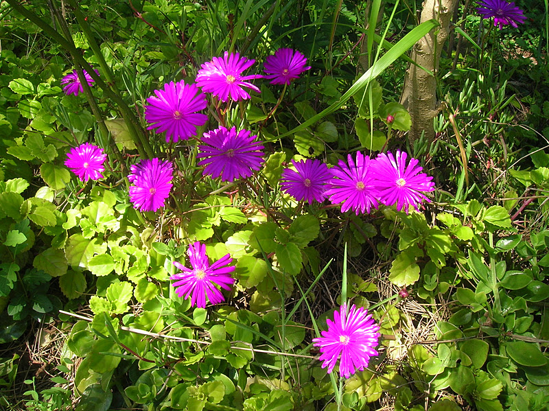 Recregarden: LAMPRANTHUS SP.