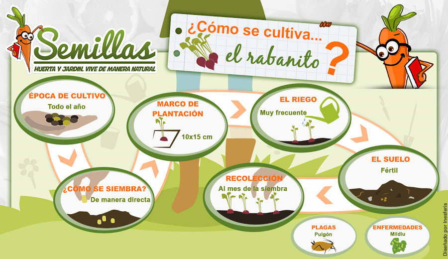 CULTIVO DE HORTALIZAS DE RABANITO