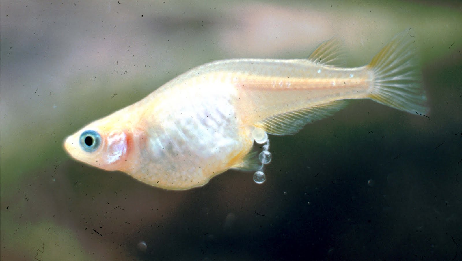 Teknologi Transgenik Pada Ikan