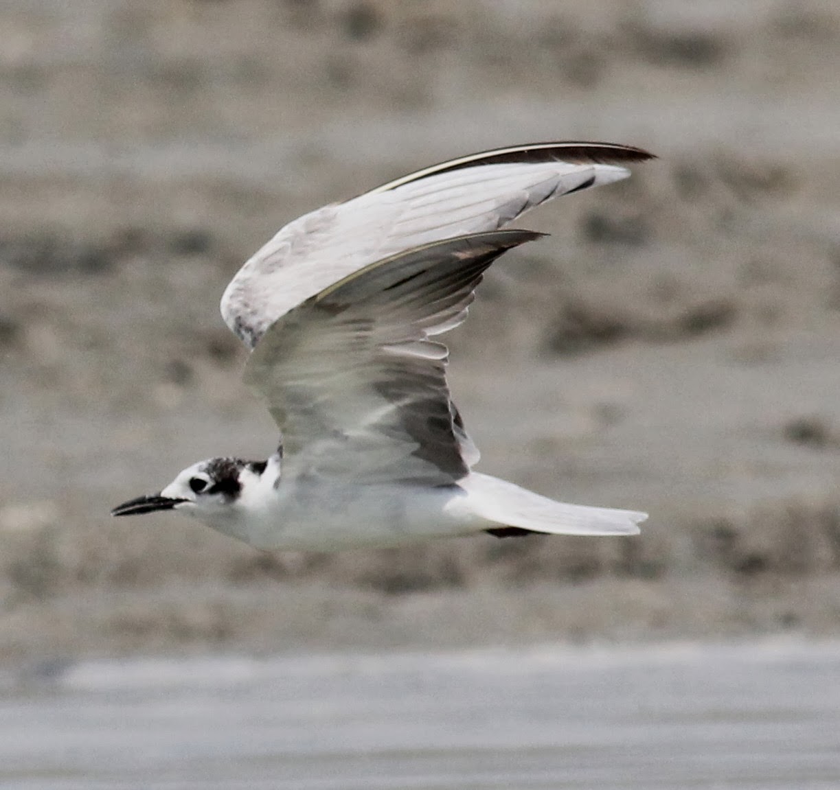 Ron-Nature-Adventures: White-Winged Tern (Chlidonias Leucopterus)