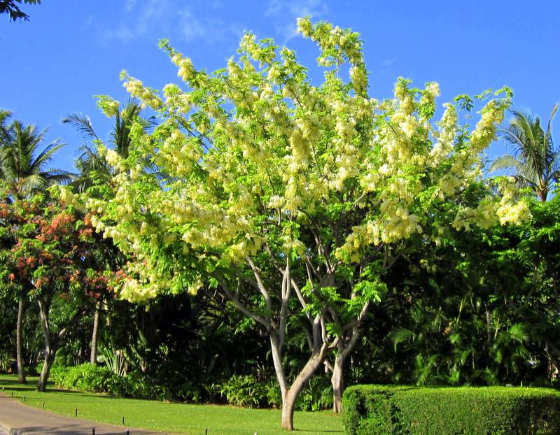 Comfort Spiral: Shower Tree