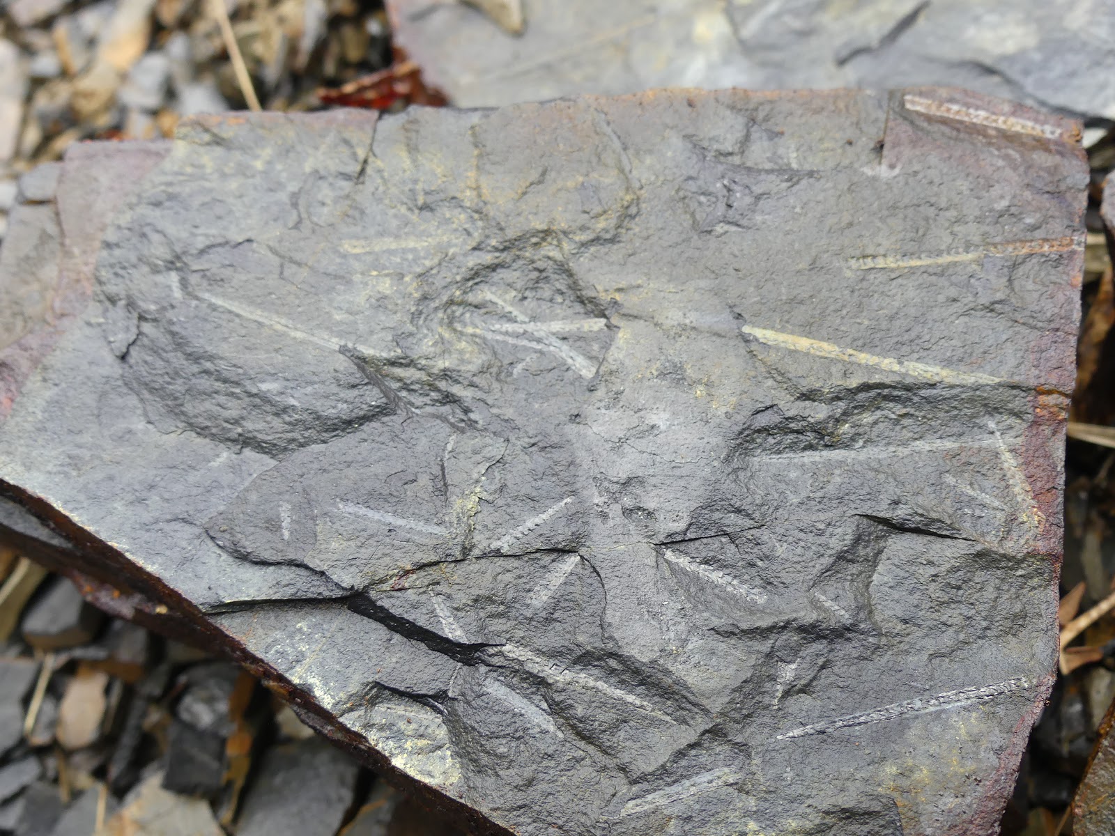 Julia Garner : Dob's Linn graptolites