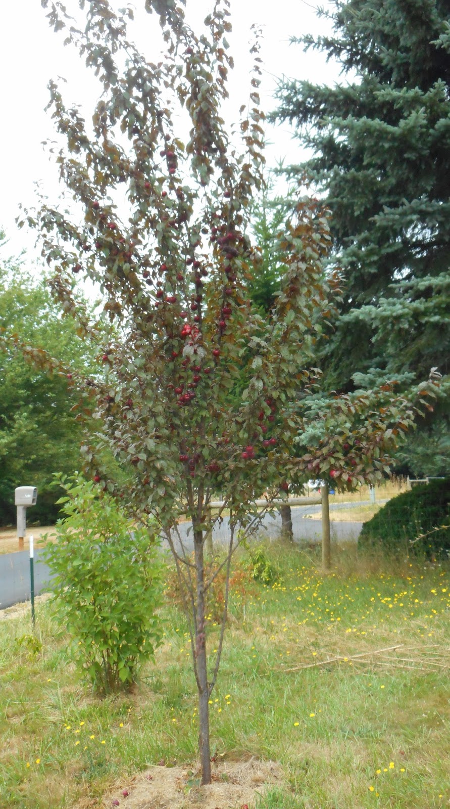 Daniel's Pacific NW Garden: Fresh Fruit. 7.11.15