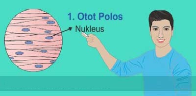 Jenis Macam Macam Jaringan Otot Beserta Fungsinya - Jegeristik