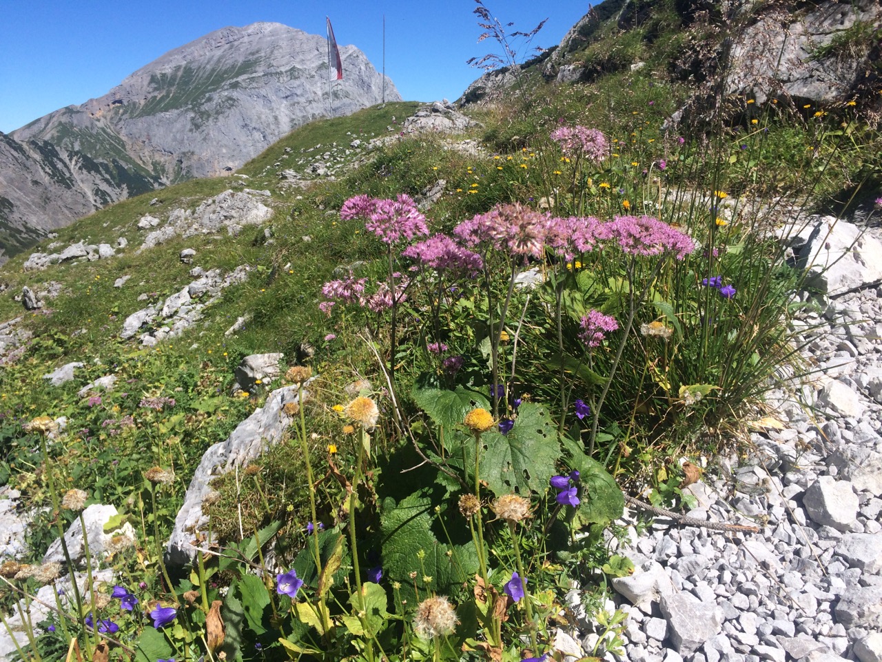 Steiniger Garten wird Bergblumengarten - Bergblumengarten