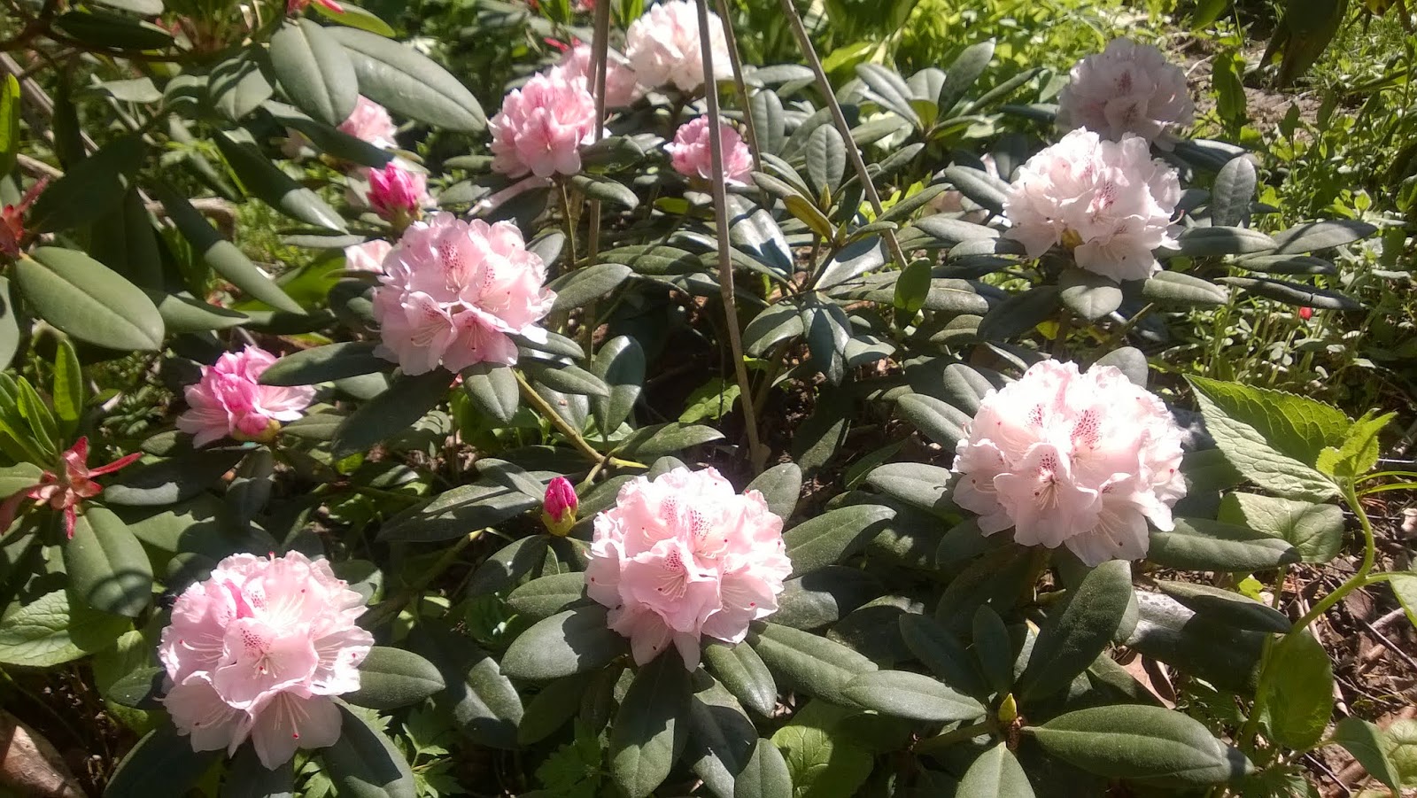 Vallaton mummeli: Rhododendron 'Ingrid Mehlquist'in muodonmuutos ...