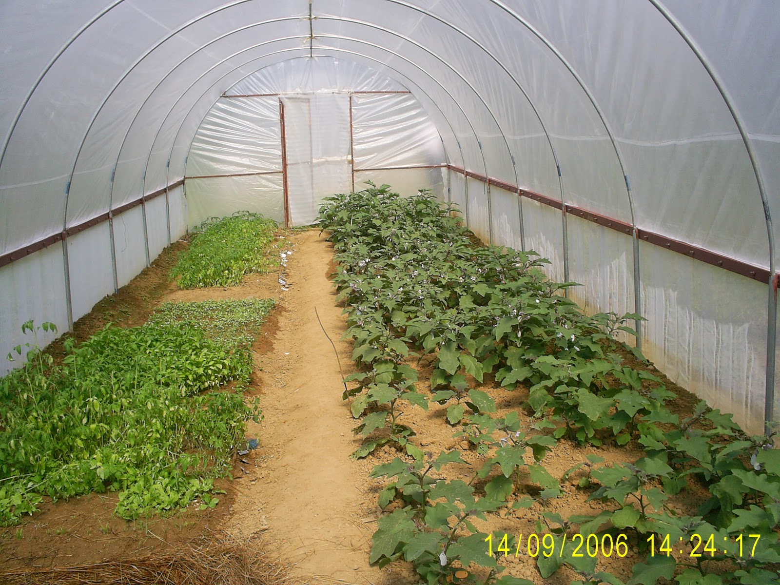 TOMATO PREPARATION IN POLYHOUSE: January 2012