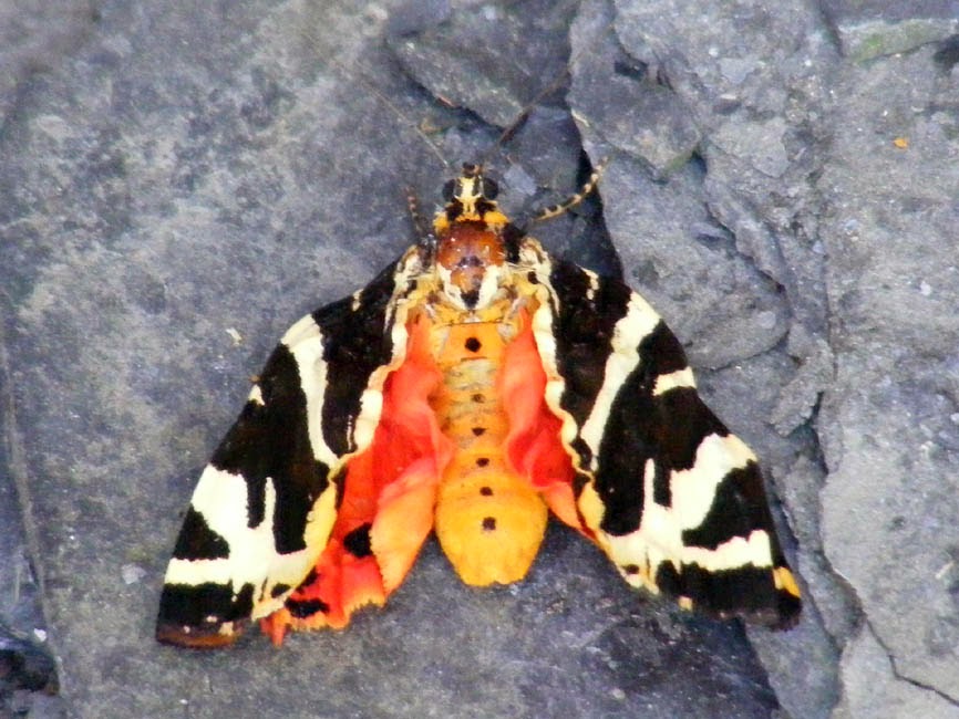 Loire Valley Nature: Tiger Moths - Arctiidae