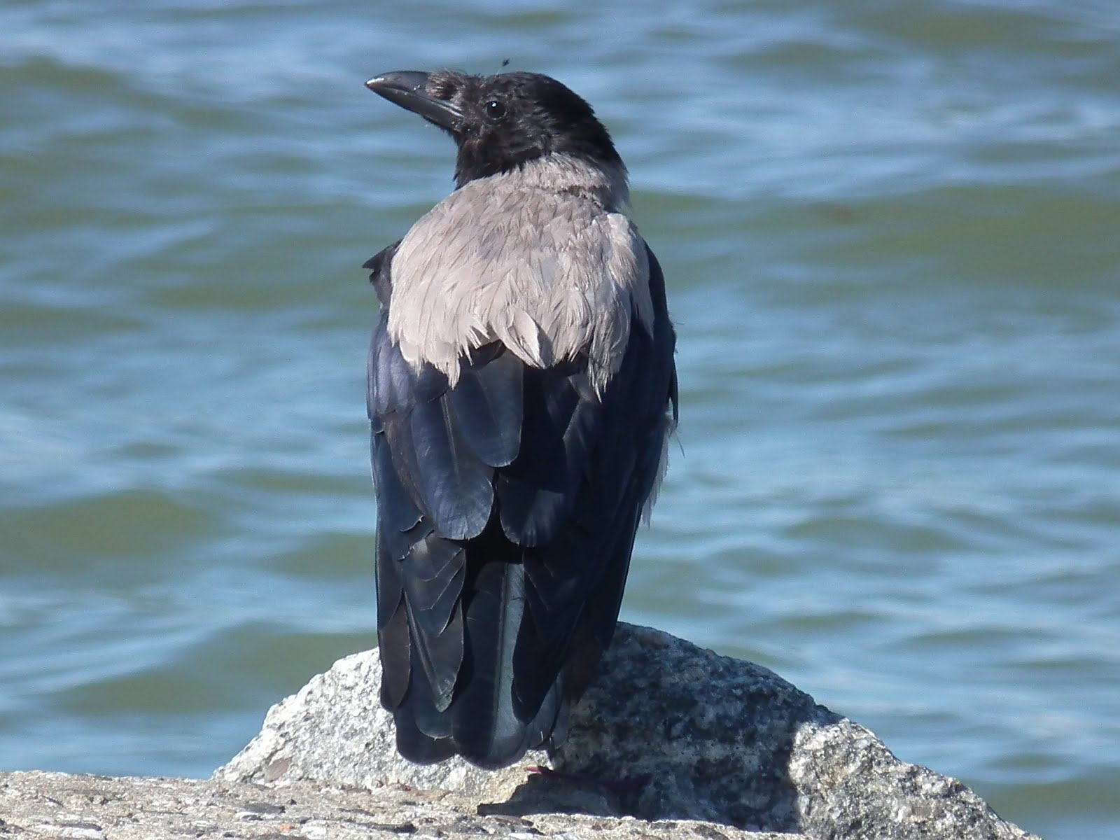 Warren's Blog: Wings on Wednesday...Hooded Crow