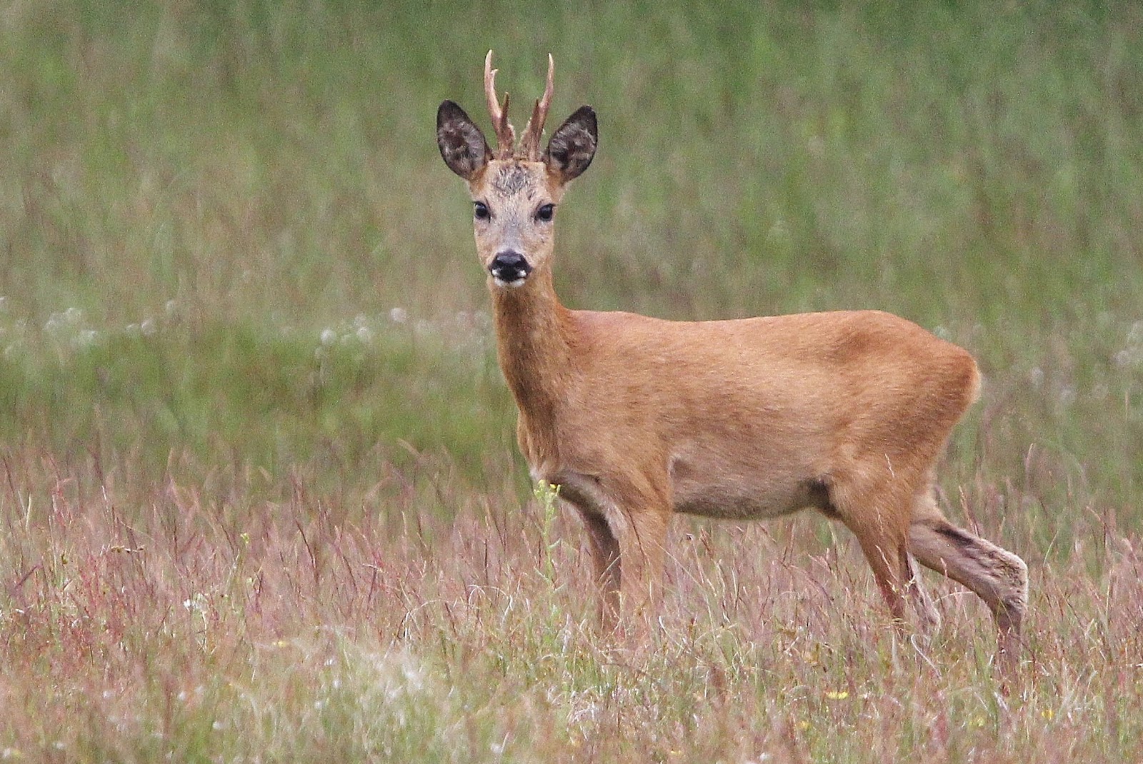 AMSTERDAMSE WATERLEIDINGDUINEN AWD: Reeën Populatie Amsterdamse ...