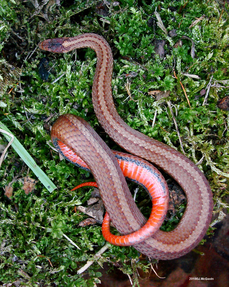 Our Beautiful World: Beautiful red snakes