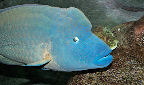 The Presurfer: The 13 Most Endangered Sea Creatures