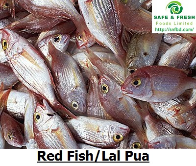 Tasty Sea Red Fish, Lal Pua Tk. 110 Per Kg