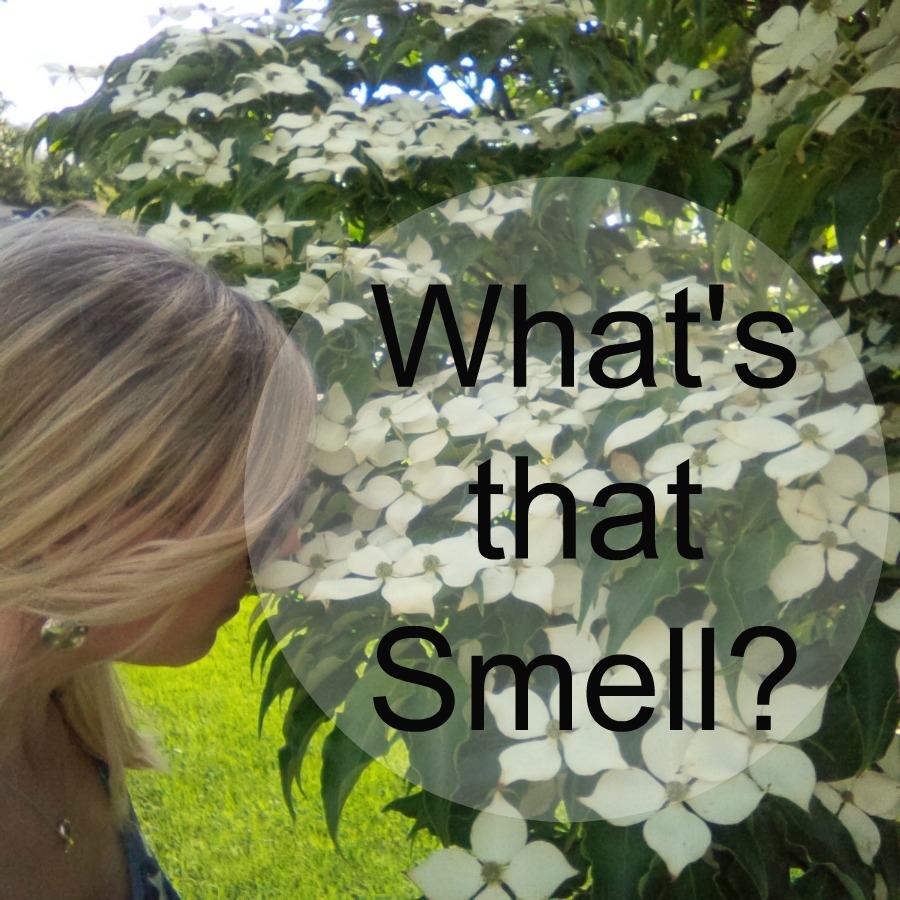Fairytales and Fitness: Running through these smells