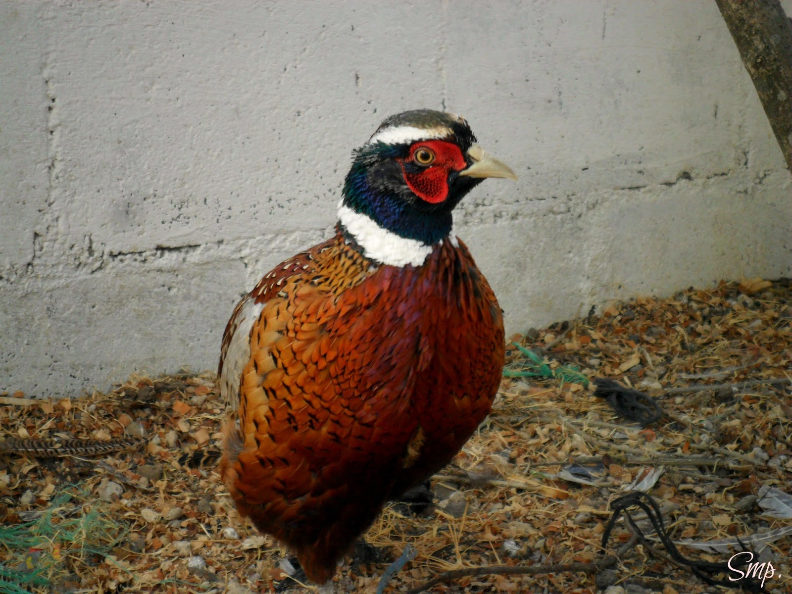 MV.SMP: Incubación huevos de Faisán de collar (Phasianus colchicus ...
