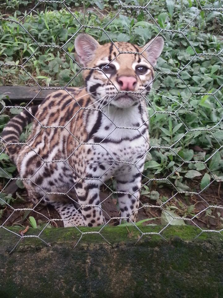 Andy in the Andes: Zoo trip!