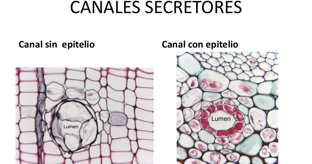 cienciasseptimo2016: TEJIDO SECRETOR