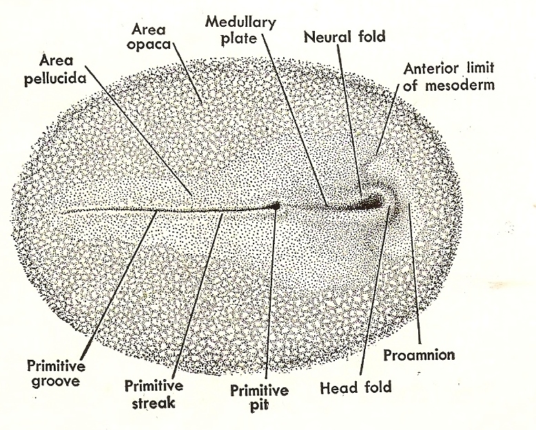 PEMBENTUKAN ORGAN TUBUH (ORGANOGENESIS) ~ Embryology of Aves