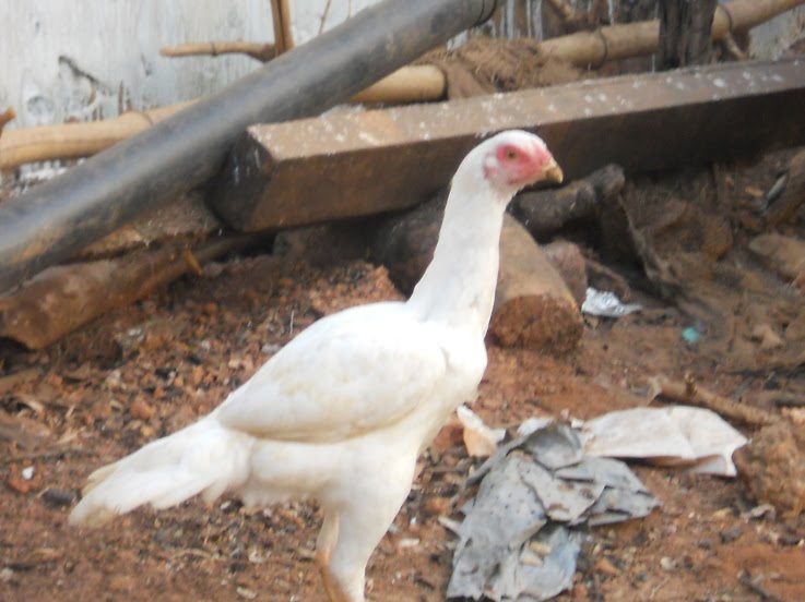 Fighting Rooster: pure knife fighter hens