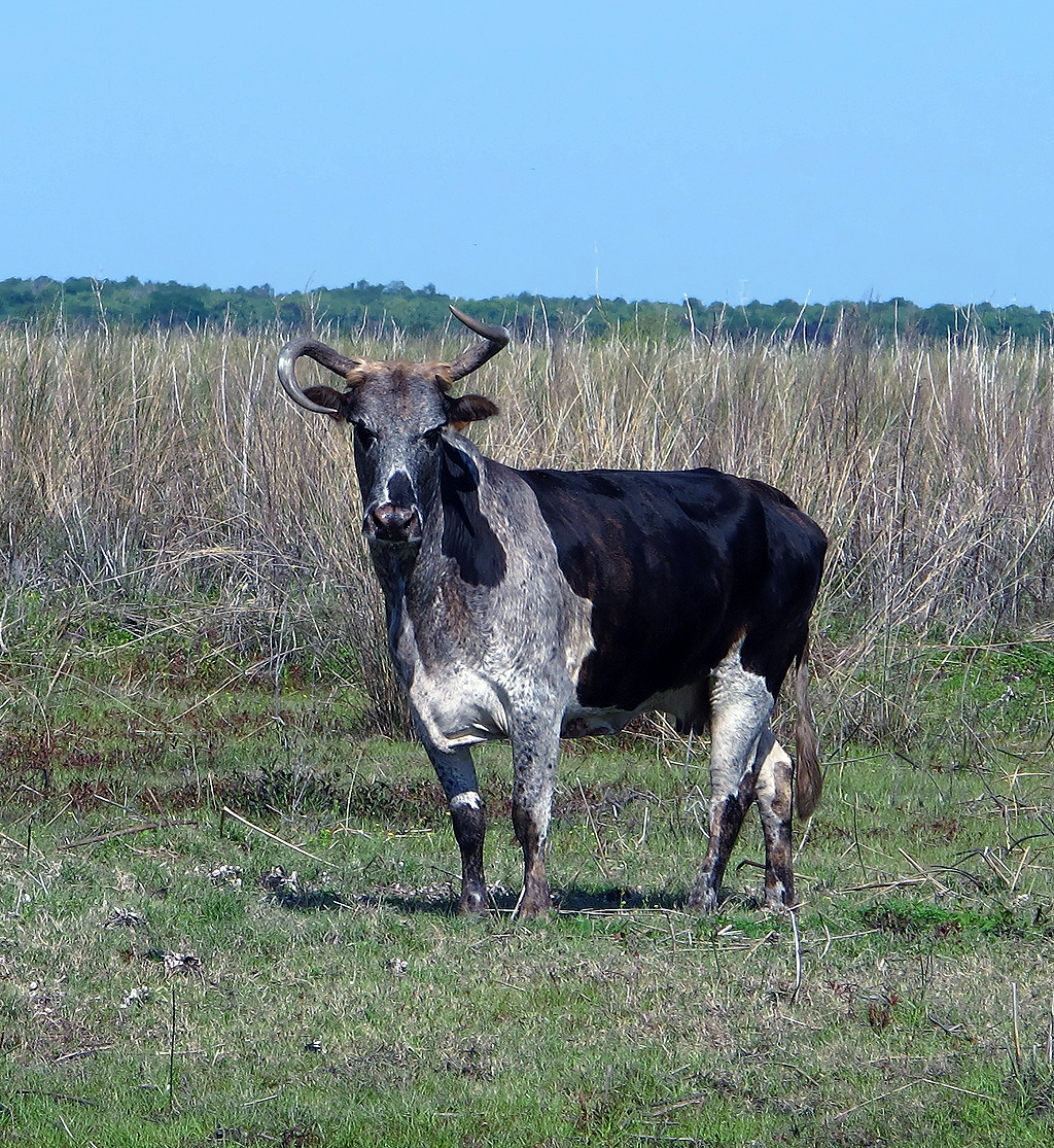 Florida Hikes and Other Outdoor Information : Florida’s “Wild” Cattle