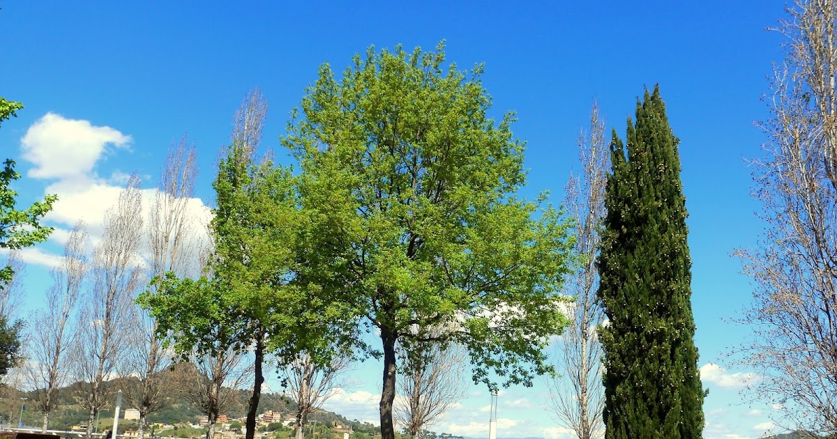 Árboles con alma: Quejigo, Rebollo, Roble carrasqueño, Roble Valenciano ...