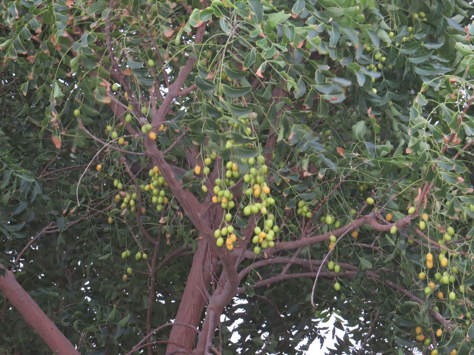 O Canto da Terra: NEEM, A ÁRVORE DA VIDA