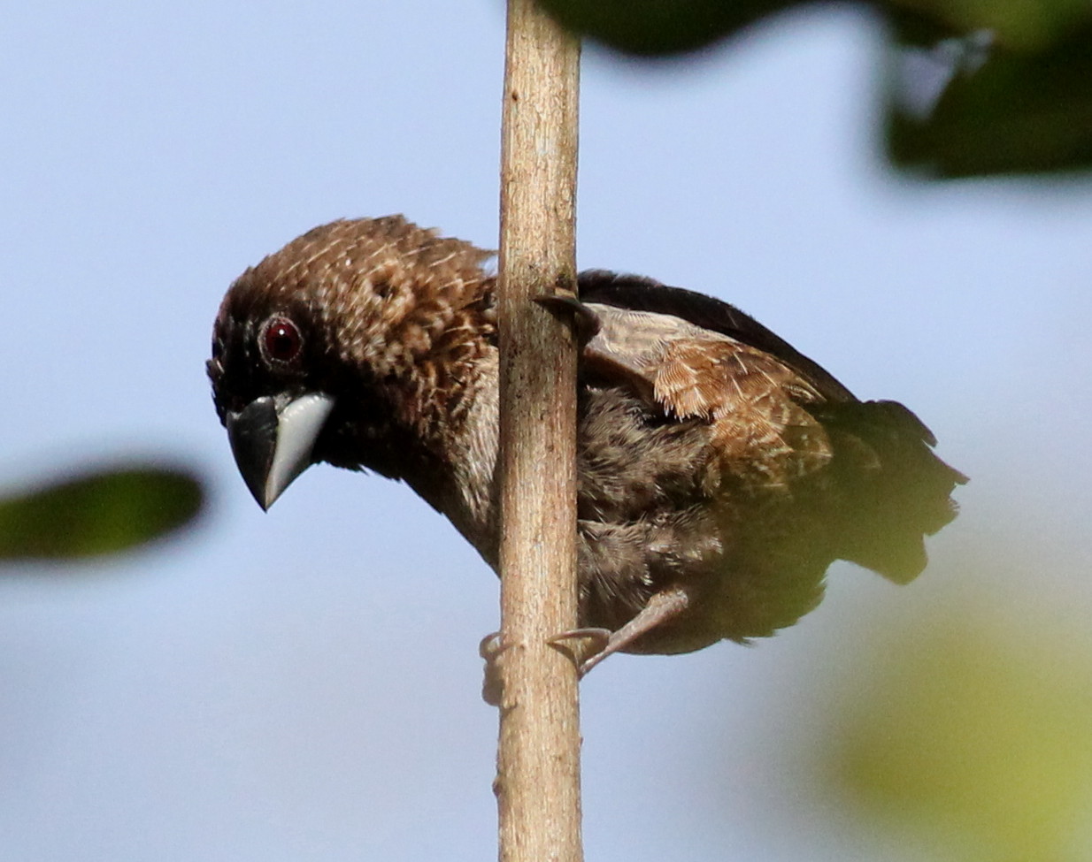 Ron-Nature-Adventures: Birds of Forest Edge