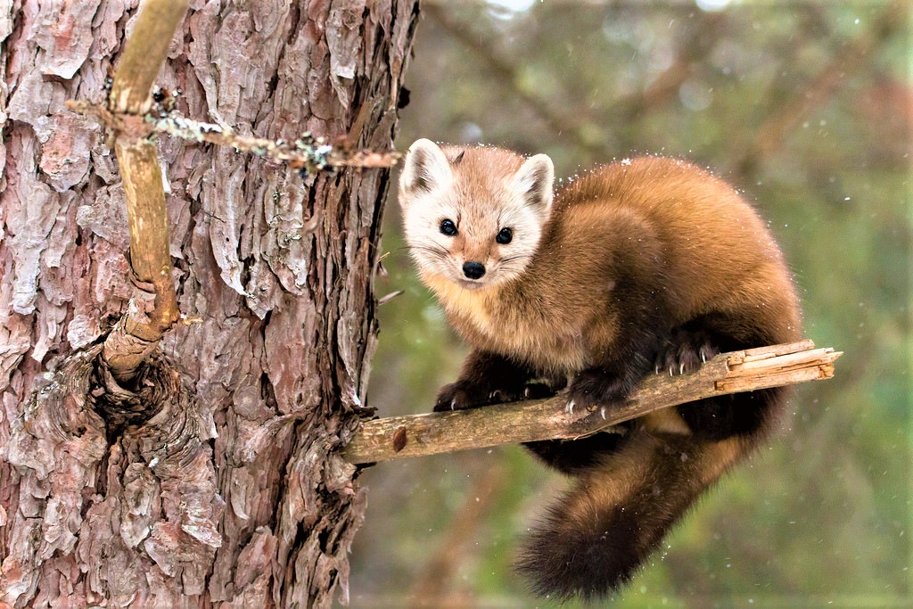 Animal marta wallpapers