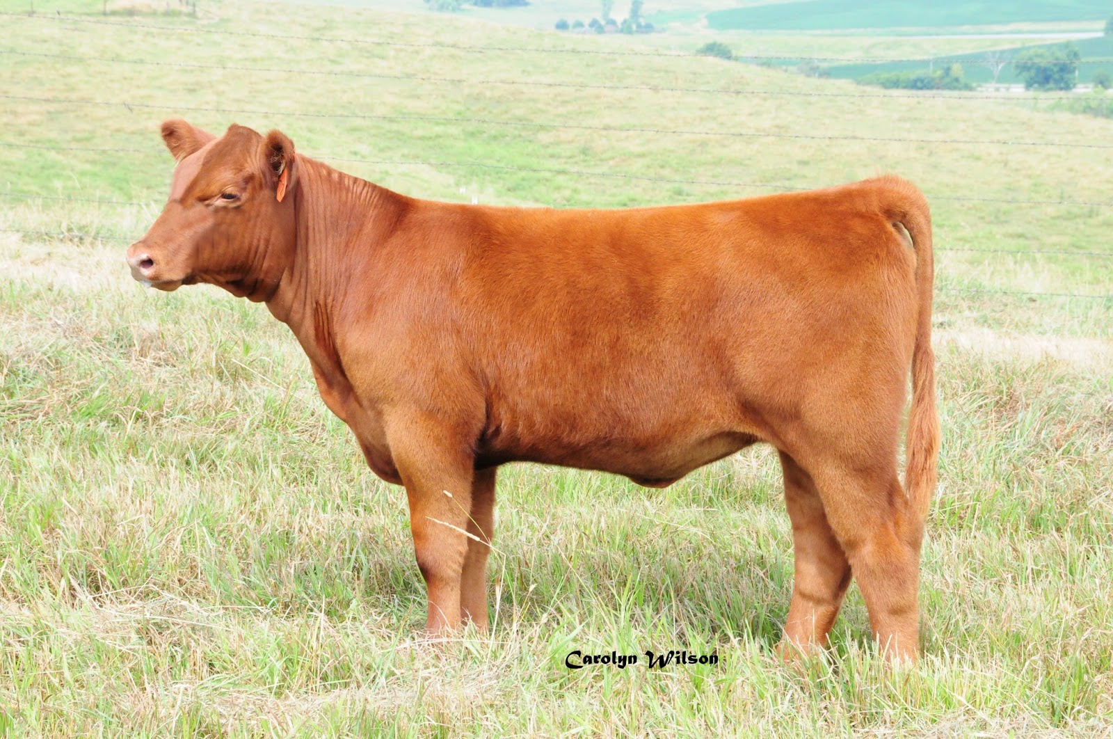 Trausch Farms: Shuey Stock Farms, IA | Awesome Red Angus Heifers