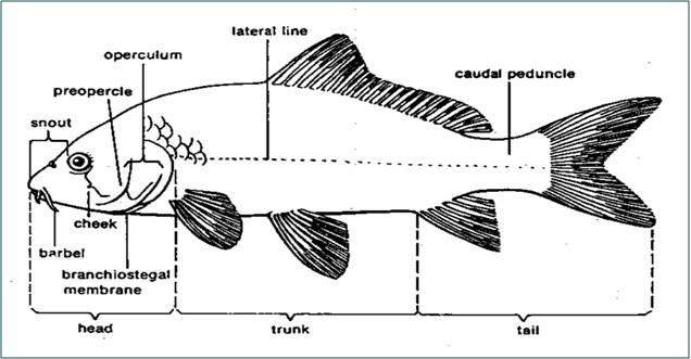 Biologica: MORFOLOGI IKAN