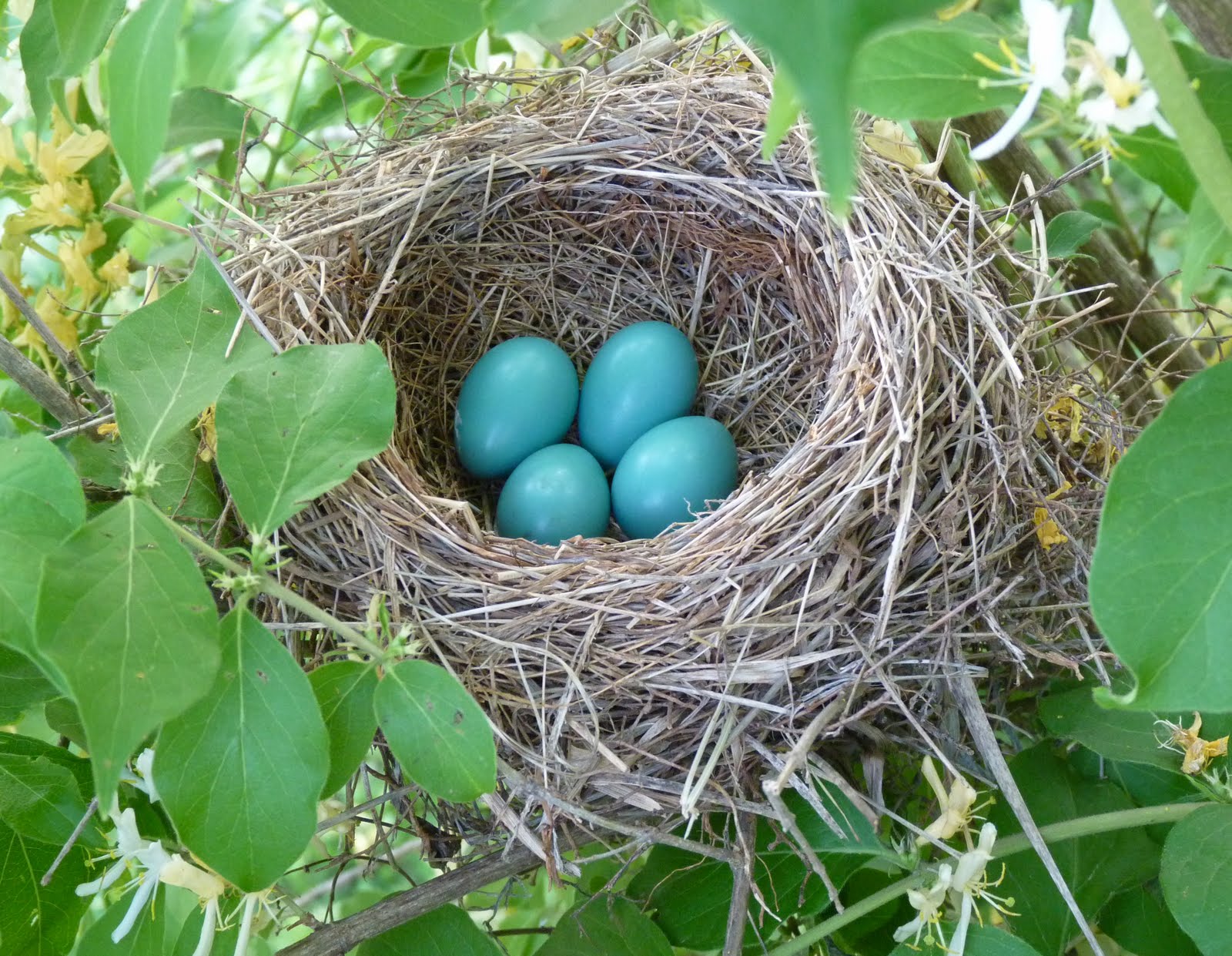 pretty+robin%27s+nest.JPG 1.600×1.241 pixels | Pássaros, Aves