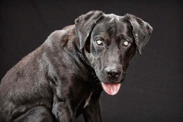 Fotos de perros de color negro para motivar a su adopción - Seamos Mas ...