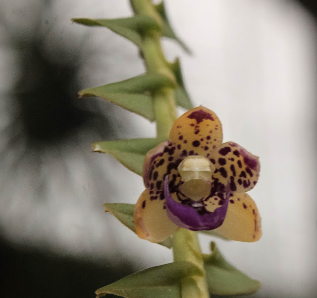 Orquídeas em Registro: Dichaea pendula
