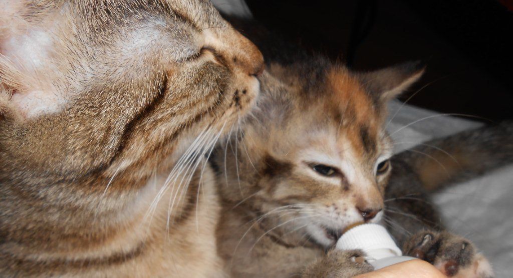 Riverfront Cats, Downtown Miami: Katy Purry