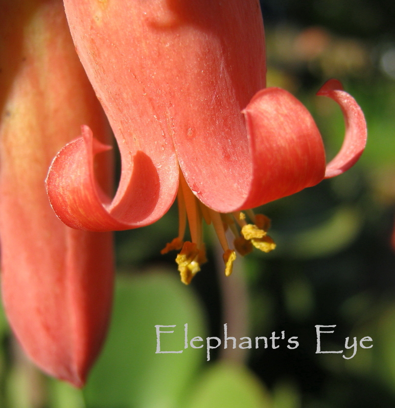 Pig’s ears Cotyledon orbiculata