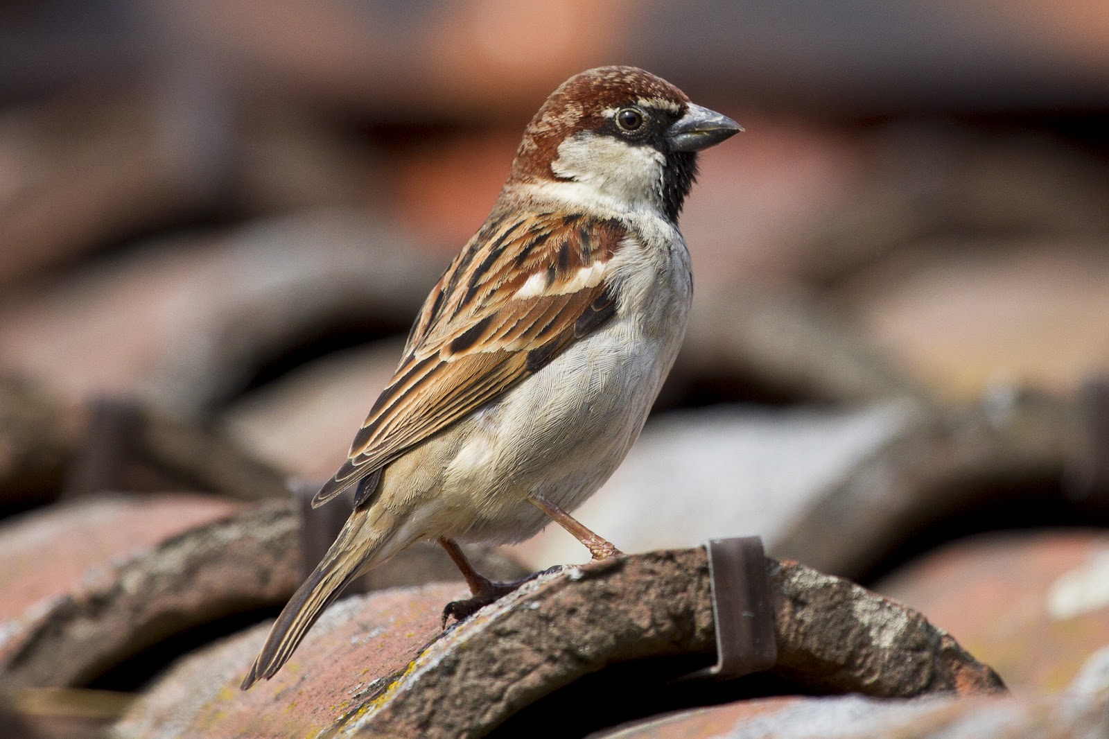 Foto naturalistiche: Passera d'Italia maschio