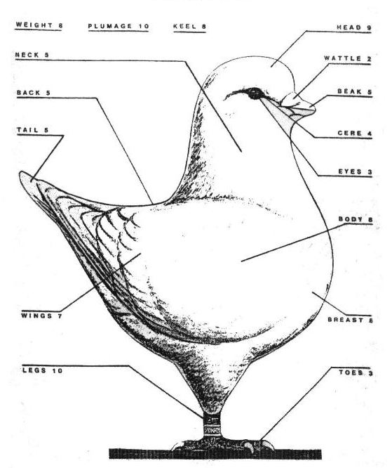 World of Pigeons and Doves: King Pigeon