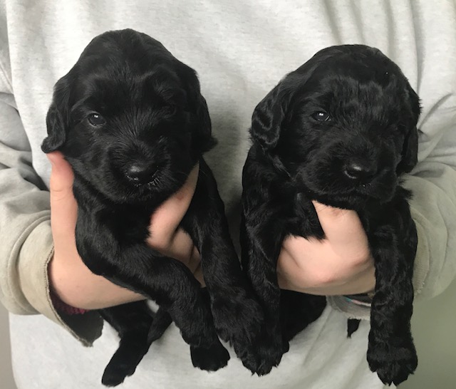 Golden Gate Labradoodles: Authentic Australian Labradoodles