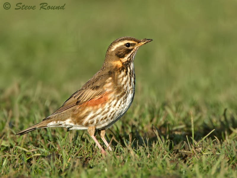 Steve Round Wildlife Photography: Winter Thrushes