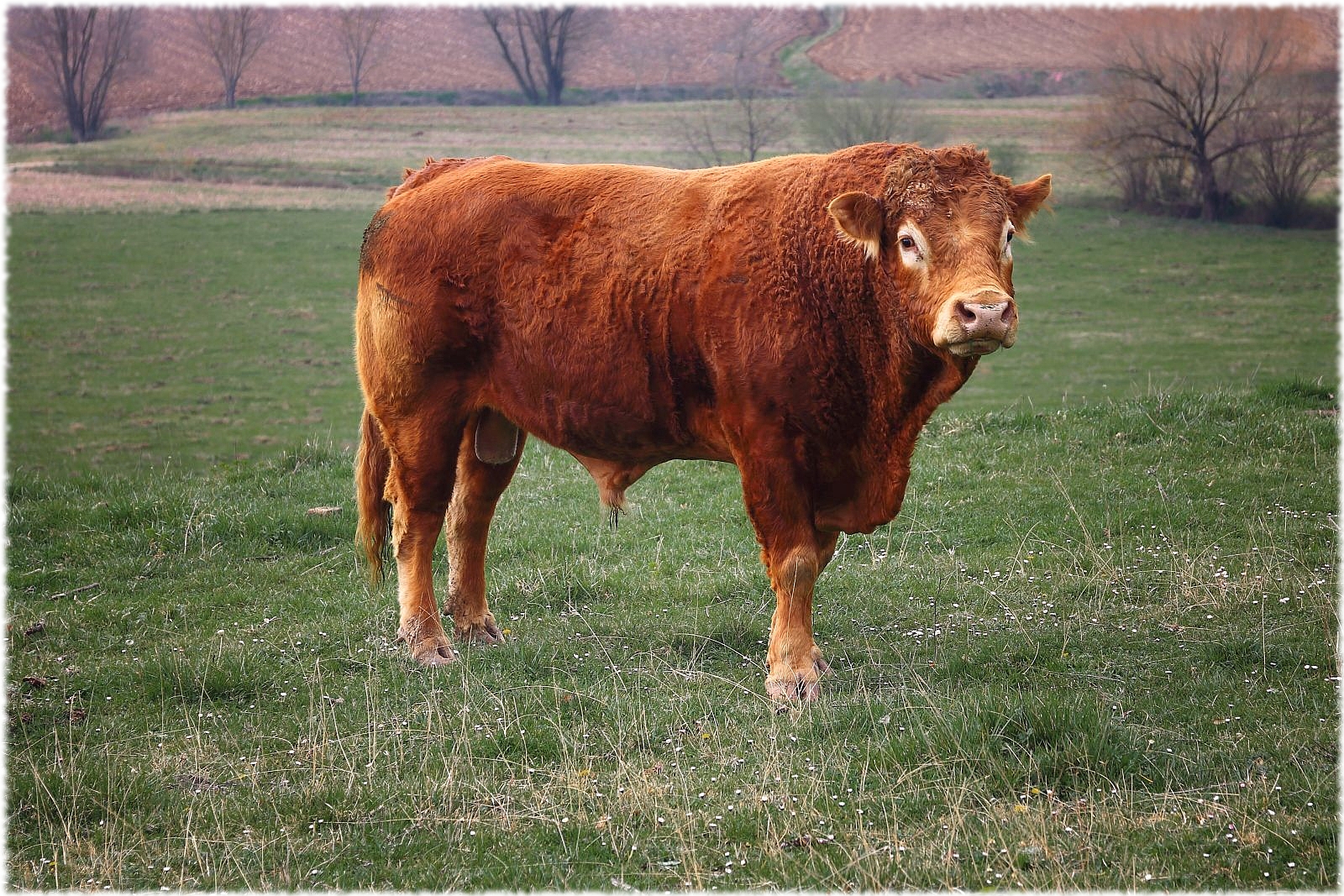 Memoria visual de un desmemoriado: Retrato de un torito joven pero bien ...