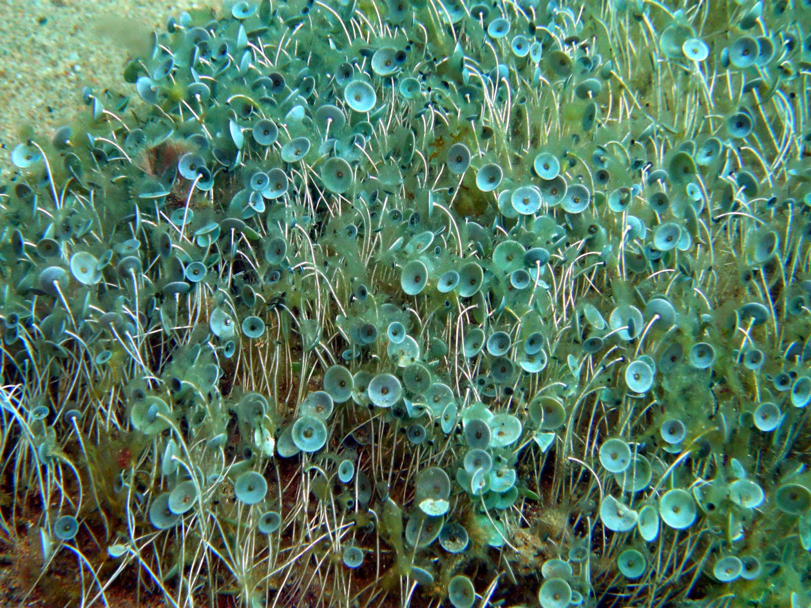 Iluminación Profunda: Acetabularia acetabulum