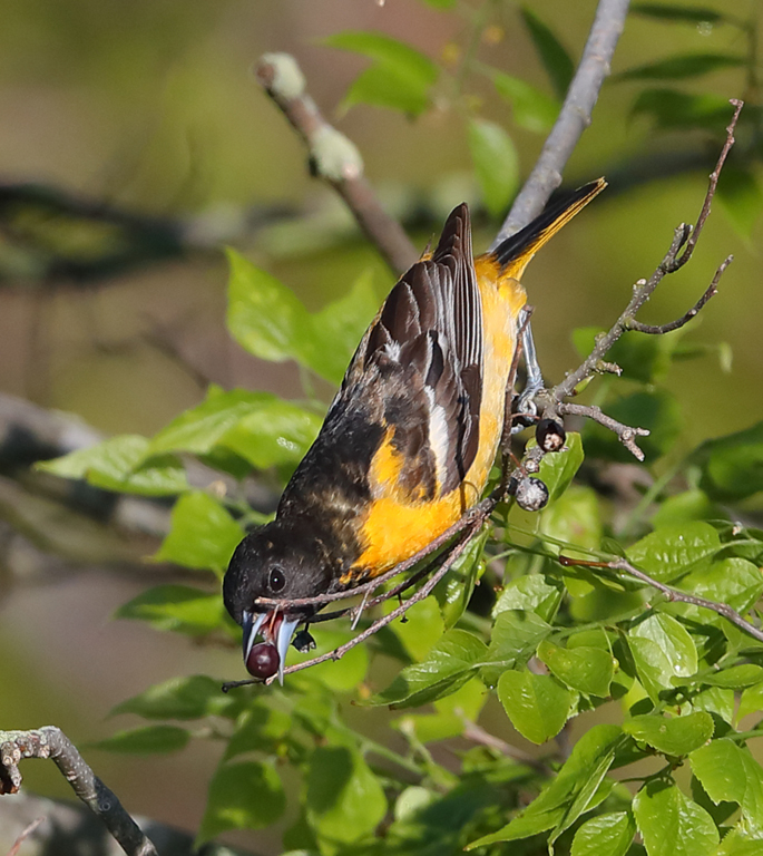 See What I See: Ocean City NJ wildlife -small birds