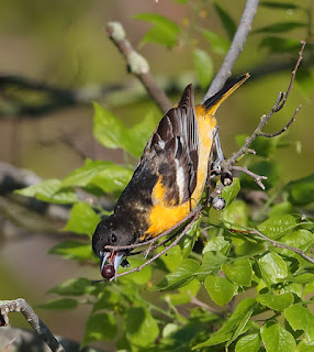 See What I See: Ocean City NJ wildlife -small birds